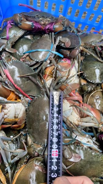 青蟹多少钱一斤_青蟹价格为什么波动大-第2张图片-山城妙识 青蟹多少钱一斤_青蟹价格为什么波动大-第2张图片-山城妙识