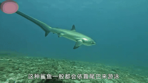 蜘蛛三头鲨是真的吗_蜘蛛三头鲨怎么出现的-第3张图片-山城妙识