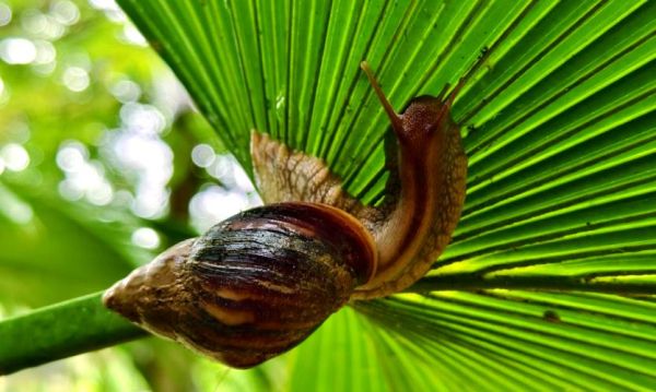 非洲大蜗牛有病毒吗_非洲大蜗牛携带哪些病毒-第3张图片-山城妙识