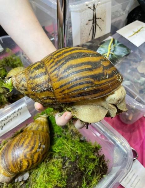 非洲大蜗牛有病毒吗_非洲大蜗牛携带哪些病毒-第2张图片-山城妙识