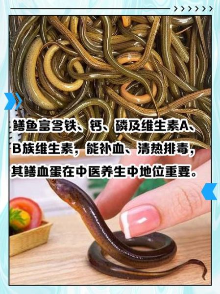鳝鱼血有什么功效_鳝鱼血能治疗哪些疾病-第3张图片-山城妙识 鳝鱼血有什么功效_鳝鱼血能治疗哪些疾病-第3张图片-山城妙识
