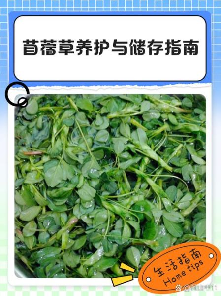 苜蓿草怎么吃_苜蓿草可以生吃吗-第2张图片-山城妙识 苜蓿草怎么吃_苜蓿草可以生吃吗-第2张图片-山城妙识