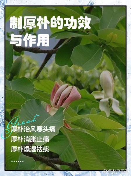 厚朴的功效与作用_厚朴能长期吃吗-第3张图片-山城妙识