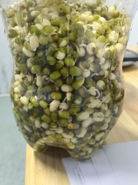 矿泉水瓶发豆芽的方法_矿泉水瓶发豆芽多久能好-第3张图片-山城妙识