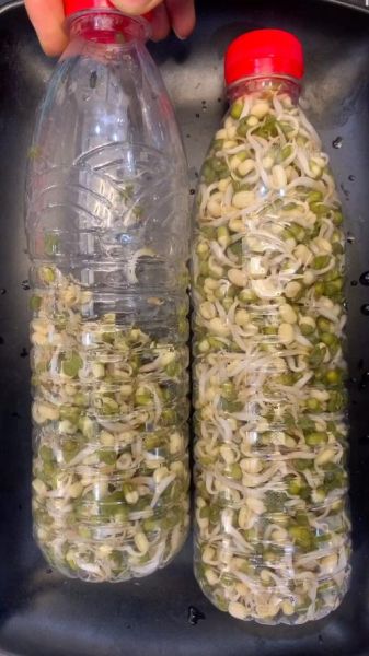 矿泉水瓶发豆芽的方法_矿泉水瓶发豆芽多久能好-第2张图片-山城妙识