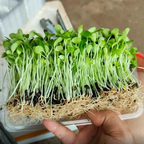 香椿种植失败原因_如何避免香椿苗死亡-第2张图片-山城妙识 香椿种植失败原因_如何避免香椿苗死亡-第2张图片-山城妙识