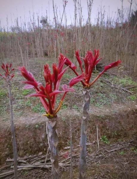 香椿种植失败原因_如何避免香椿苗死亡-第3张图片-山城妙识 香椿种植失败原因_如何避免香椿苗死亡-第3张图片-山城妙识