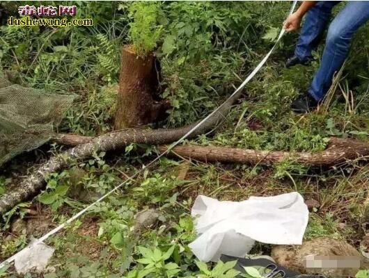 王锦蛇最大能长多少斤_王锦蛇最大体重记录-第1张图片-山城妙识 王锦蛇最大能长多少斤_王锦蛇最大体重记录-第1张图片-山城妙识
