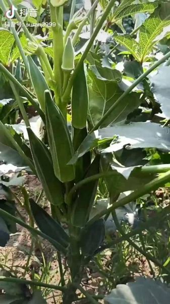 秋葵什么时候播种_秋葵种植全过程-第1张图片-山城妙识 秋葵什么时候播种_秋葵种植全过程-第1张图片-山城妙识
