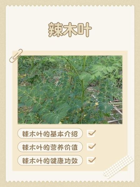 辣木叶片的功效与作用_辣木叶片怎么吃-第1张图片-山城妙识 辣木叶片的功效与作用_辣木叶片怎么吃-第1张图片-山城妙识