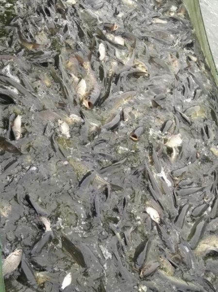 青川鱼为什么那么便宜_青川鱼价格低的真相-第3张图片-山城妙识 青川鱼为什么那么便宜_青川鱼价格低的真相-第3张图片-山城妙识