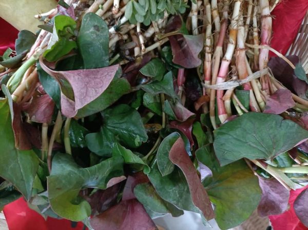 鱼腥草怎么吃最健康_鱼腥草凉拌还是煮水好-第1张图片-山城妙识 鱼腥草怎么吃最健康_鱼腥草凉拌还是煮水好-第1张图片-山城妙识