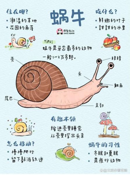 蜗牛养久了会认主人吗_怎么判断蜗牛认主人-第1张图片-山城妙识 蜗牛养久了会认主人吗_怎么判断蜗牛认主人-第1张图片-山城妙识
