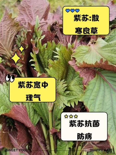 紫苏叶的功效与作用_紫苏怎么吃治感冒-第3张图片-山城妙识