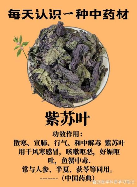 紫苏叶的功效与作用_紫苏怎么吃治感冒-第2张图片-山城妙识