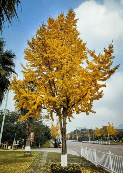 银杏树什么时候变黄_银杏树真实照片怎么拍-第3张图片-山城妙识 银杏树什么时候变黄_银杏树真实照片怎么拍-第3张图片-山城妙识