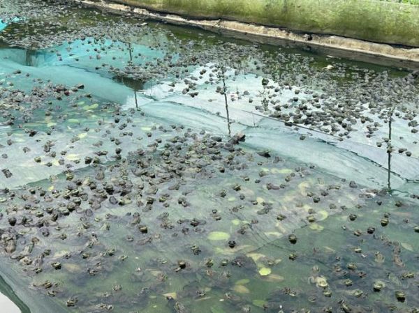 野生牛蛙图片_如何分辨野生牛蛙与养殖牛蛙-第3张图片-山城妙识 野生牛蛙图片_如何分辨野生牛蛙与养殖牛蛙-第3张图片-山城妙识