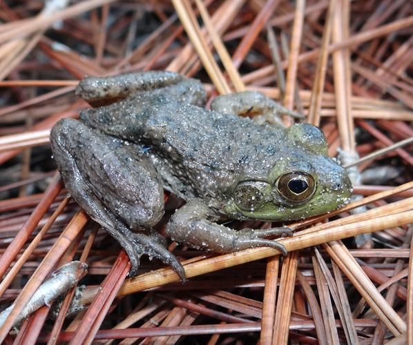 野生牛蛙图片_如何分辨野生牛蛙与养殖牛蛙-第2张图片-山城妙识 野生牛蛙图片_如何分辨野生牛蛙与养殖牛蛙-第2张图片-山城妙识