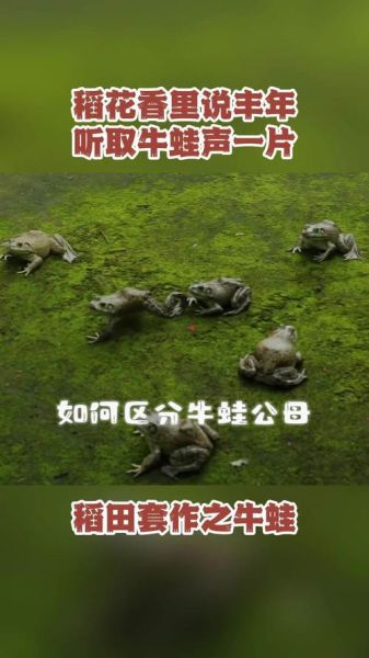 野生牛蛙图片_如何分辨野生牛蛙与养殖牛蛙-第1张图片-山城妙识 野生牛蛙图片_如何分辨野生牛蛙与养殖牛蛙-第1张图片-山城妙识