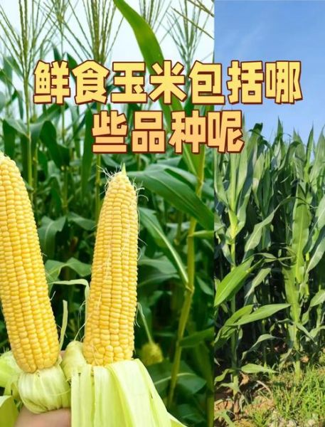 鲜玉米的营养价值_鲜玉米的功效与作用-第2张图片-山城妙识 鲜玉米的营养价值_鲜玉米的功效与作用-第2张图片-山城妙识