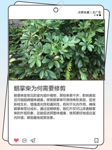 鹅掌柴怎么修剪_鹅掌柴修剪后多久能长新叶-第1张图片-山城妙识 鹅掌柴怎么修剪_鹅掌柴修剪后多久能长新叶-第1张图片-山城妙识