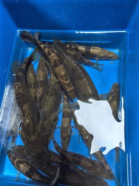 斑鳜鱼多少钱一斤_斑鳜鱼价格走势-第1张图片-山城妙识 斑鳜鱼多少钱一斤_斑鳜鱼价格走势-第1张图片-山城妙识