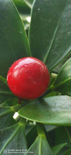 鹅掌柴怎么修剪_鹅掌柴修剪后多久能长新叶-第3张图片-山城妙识 鹅掌柴怎么修剪_鹅掌柴修剪后多久能长新叶-第3张图片-山城妙识