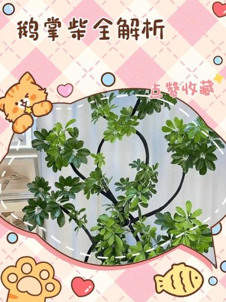 鹅掌柴怎么修剪_鹅掌柴修剪后多久能长新叶-第2张图片-山城妙识 鹅掌柴怎么修剪_鹅掌柴修剪后多久能长新叶-第2张图片-山城妙识