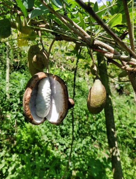 八月瓜能治妇科炎症吗_八月瓜的功效与作用-第1张图片-山城妙识