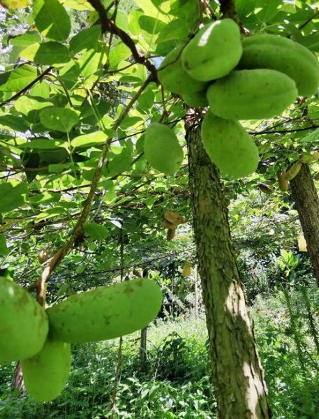 八月瓜能治妇科炎症吗_八月瓜的功效与作用-第2张图片-山城妙识