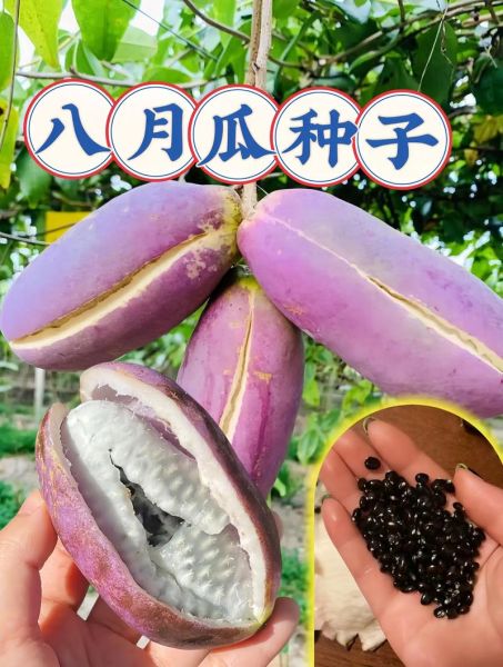 八月瓜能治妇科炎症吗_八月瓜的功效与作用-第3张图片-山城妙识