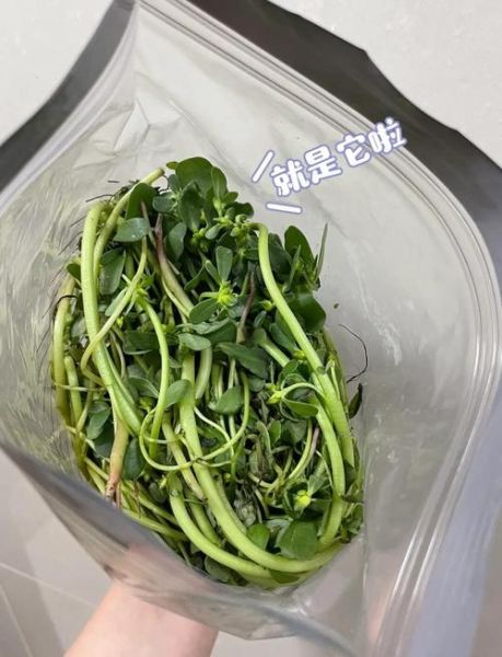 马齿苋敷脸的正确方法_马齿苋敷脸能祛痘吗-第1张图片-山城妙识 马齿苋敷脸的正确方法_马齿苋敷脸能祛痘吗-第1张图片-山城妙识