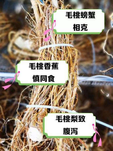 五指毛桃不能和什么一起吃_五指毛桃相克食物有哪些-第2张图片-山城妙识