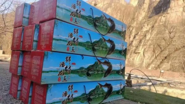 鲟虎鱼是什么鱼_鲟虎鱼多少钱一斤-第2张图片-山城妙识 鲟虎鱼是什么鱼_鲟虎鱼多少钱一斤-第2张图片-山城妙识