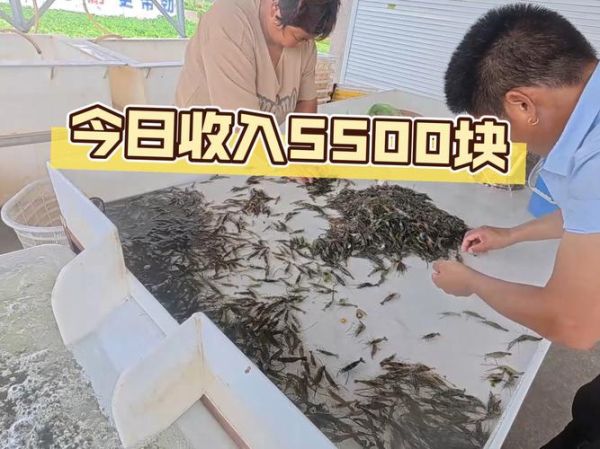 草虾养殖技术_水质问题怎么解决-第3张图片-山城妙识 草虾养殖技术_水质问题怎么解决-第3张图片-山城妙识