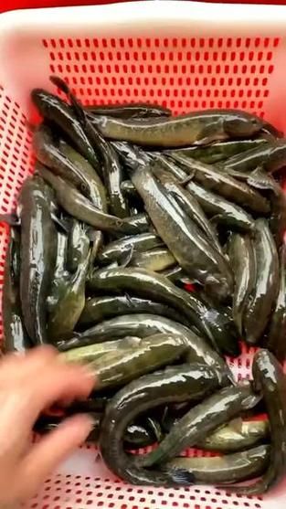 鲟虎鱼是什么鱼_鲟虎鱼多少钱一斤-第1张图片-山城妙识 鲟虎鱼是什么鱼_鲟虎鱼多少钱一斤-第1张图片-山城妙识