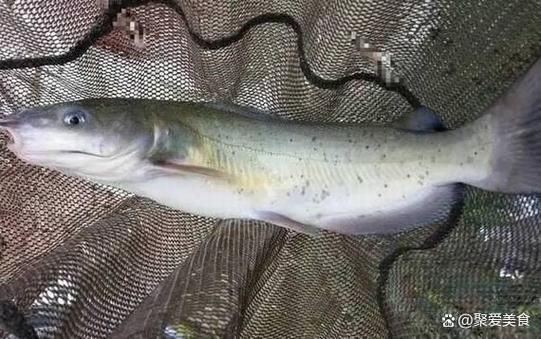 红烧梭边鱼怎么做_红烧梭边鱼的家常做法-第3张图片-山城妙识