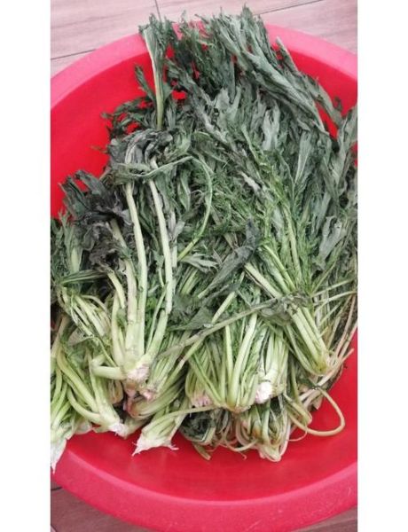 雪里蕻怎么腌制不变黄_雪里蕻腌制发黄怎么办-第1张图片-山城妙识