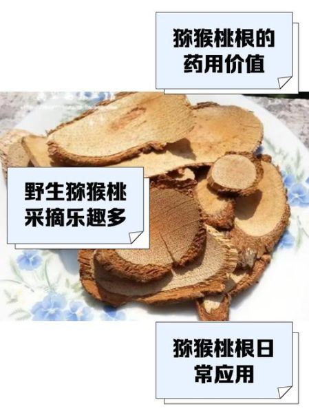 野生猕猴桃根抗肿瘤偏方_真的有用吗-第1张图片-山城妙识 野生猕猴桃根抗肿瘤偏方_真的有用吗-第1张图片-山城妙识