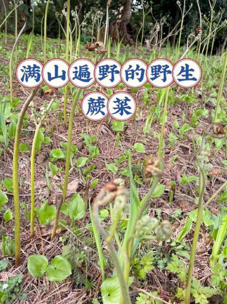 山蕨菜致癌吗_怎么吃才安全-第1张图片-山城妙识 山蕨菜致癌吗_怎么吃才安全-第1张图片-山城妙识