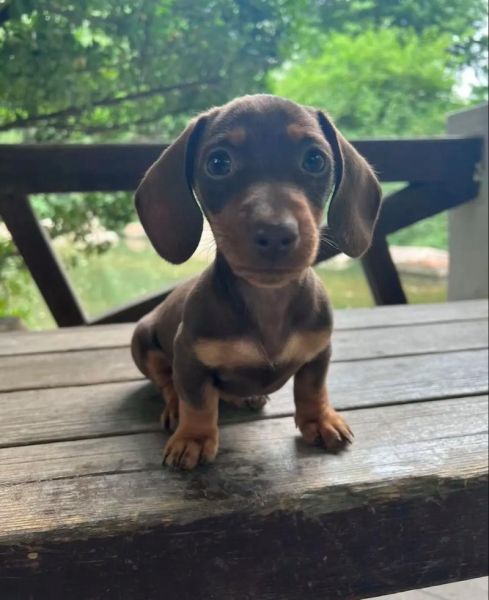 腊肠狗图片多少钱一只_纯种腊肠犬价格表-第1张图片-山城妙识 腊肠狗图片多少钱一只_纯种腊肠犬价格表-第1张图片-山城妙识