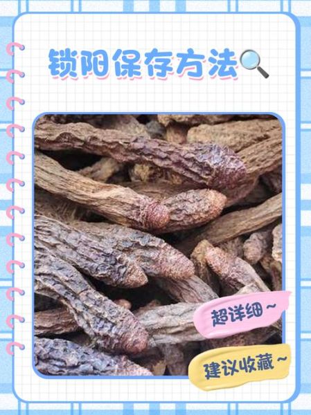 锁阳怎么吃壮阳最好_锁阳壮阳的正确吃法-第2张图片-山城妙识