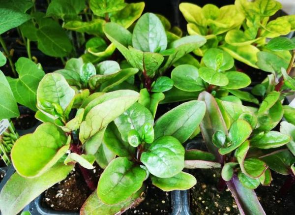 潺菜汤的功效与作用_潺菜汤能天天喝吗-第2张图片-山城妙识 潺菜汤的功效与作用_潺菜汤能天天喝吗-第2张图片-山城妙识