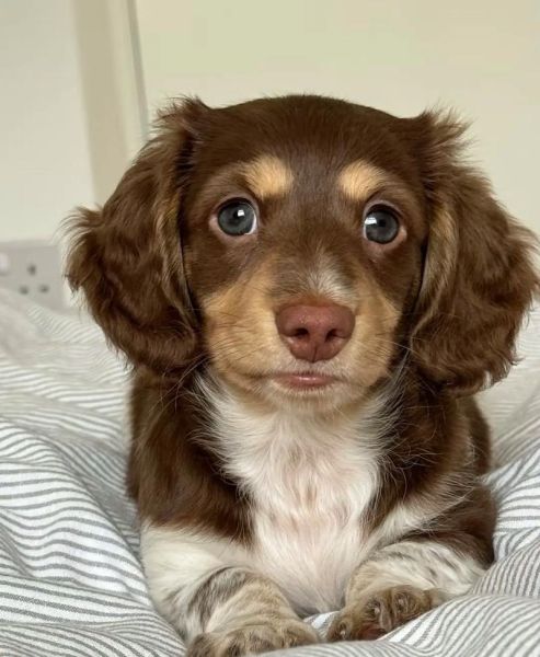 腊肠狗图片多少钱一只_纯种腊肠犬价格表-第3张图片-山城妙识 腊肠狗图片多少钱一只_纯种腊肠犬价格表-第3张图片-山城妙识