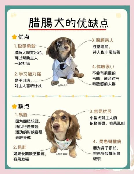 腊肠狗图片多少钱一只_纯种腊肠犬价格表-第2张图片-山城妙识 腊肠狗图片多少钱一只_纯种腊肠犬价格表-第2张图片-山城妙识