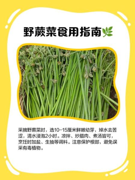 野蕨菜的功效与作用_野蕨菜怎么吃才健康-第2张图片-山城妙识