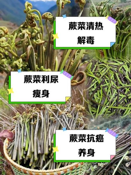 野蕨菜的功效与作用_野蕨菜怎么吃才健康-第1张图片-山城妙识