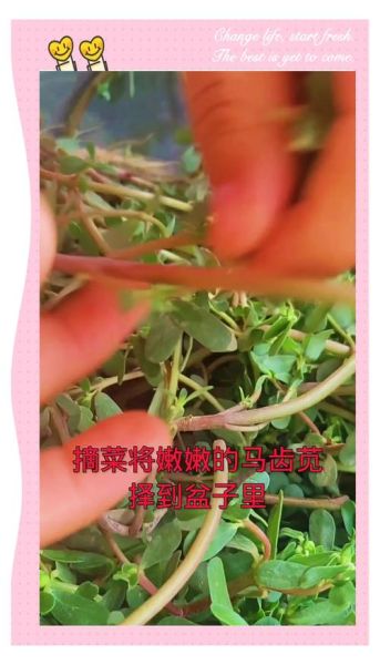 马齿菜怎么做好吃_马齿菜的家常做法-第3张图片-山城妙识 马齿菜怎么做好吃_马齿菜的家常做法-第3张图片-山城妙识