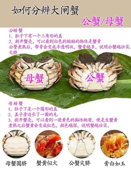 蟹黄是螃蟹的什么部位_蟹黄和蟹膏的区别图解-第2张图片-山城妙识
