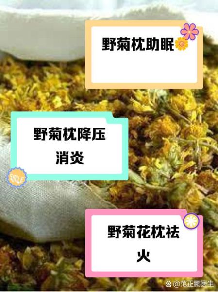 野菊花的功效与作用_野菊花的禁忌有哪些-第3张图片-山城妙识 野菊花的功效与作用_野菊花的禁忌有哪些-第3张图片-山城妙识